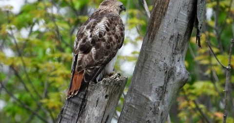 Screaming Hawk Sound Stock Videos – Royalty-Free HD & 4K Videos