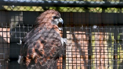 Red Tailed Hawk portrait sitting in wild... | Stock Video | Pond5