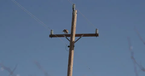 Red-Tailed Hawk On Power Utility Telepho... | Stock Video | Pond5