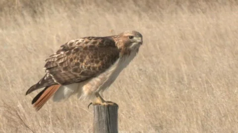 Red-tailed Hawk Raptor on Fence Post | Stock Video | Pond5