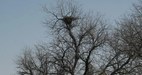 Raptor Nesting Stock Video Footage | Royalty Free Raptor Nesting Videos ...