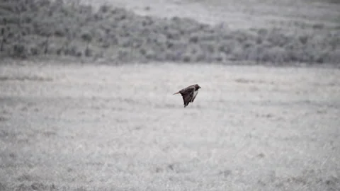 Red-Tailed Hawk taking flight from the g... | Stock Video | Pond5