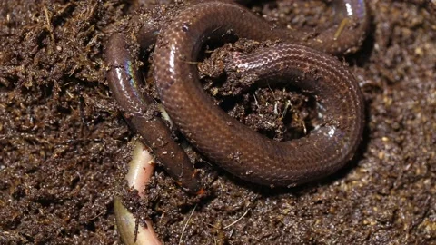 Red-tailed pipe snake Cylindrophis ruffu... | Stock Video | Pond5
