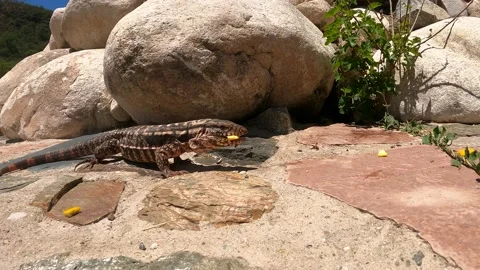 Red Tegu Lizard eating fruit on the rock... | Stock Video | Pond5
