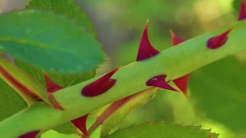 Rose Growing Stock Videos – Royalty-Free HD & 4K Videos