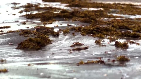 Red Tide Seaweed Algae Bloom on Beach | Stock Video | Pond5