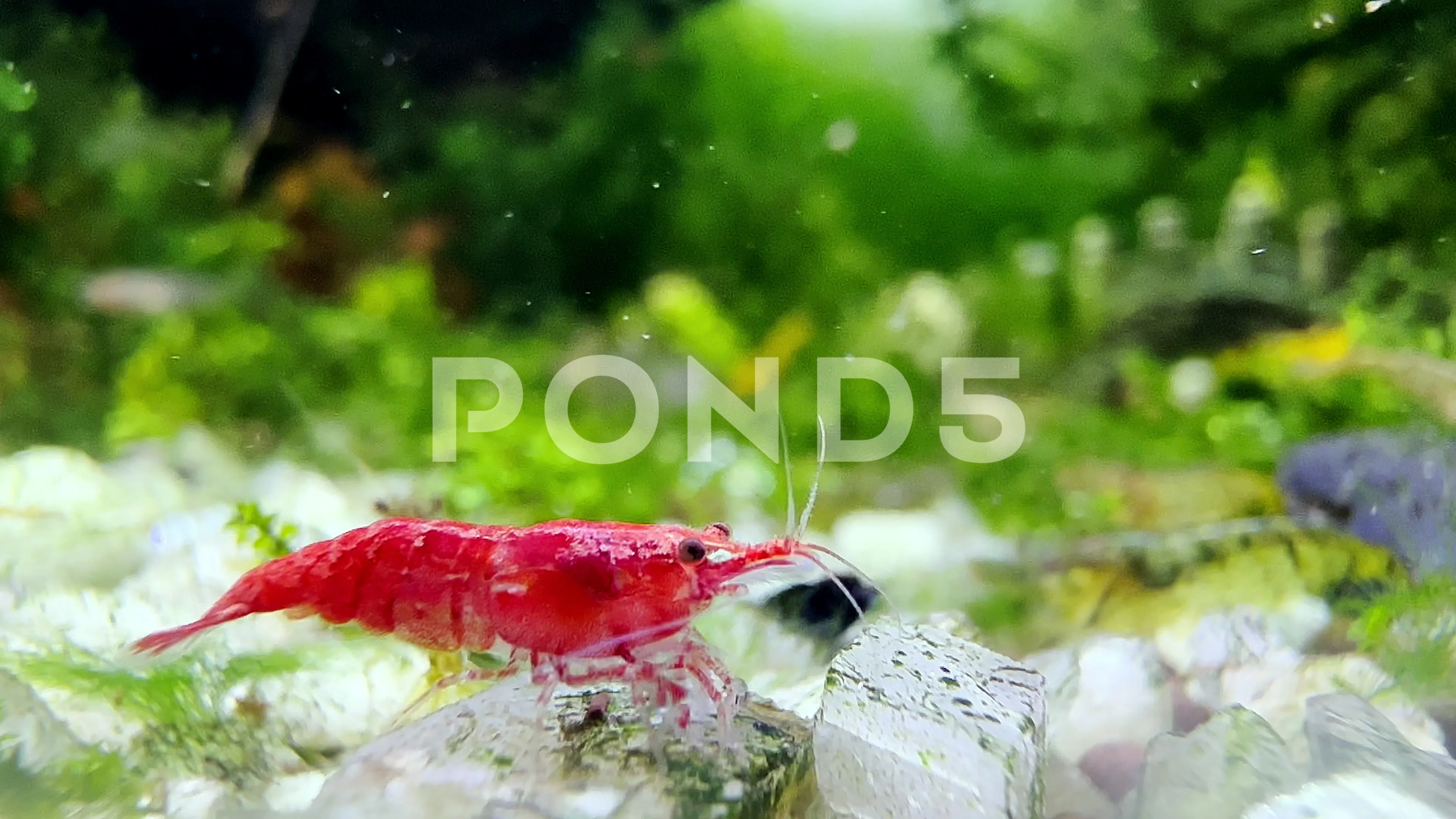 Baby Shrimp In Water