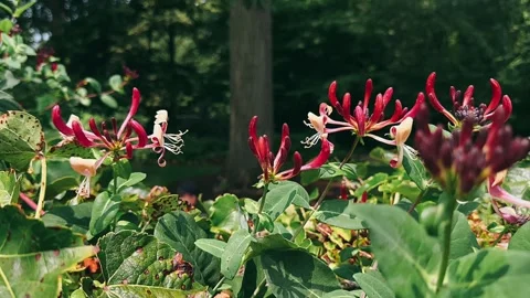 red tulips, ivy on wall, leaf, plant, na... | Stock Video | Pond5