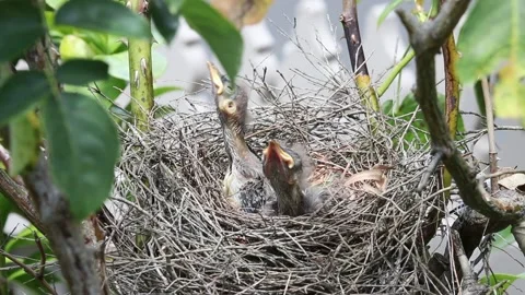 Two Bird Nest Stock Videos – Royalty-Free HD & 4K Videos