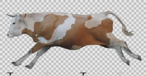 Red white bull running. Animal isolated ... | Stock Video | Pond5