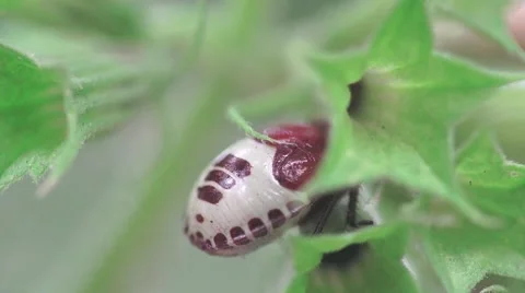 Red White Pentatomidae beetle Shield bug... | Stock Video | Pond5