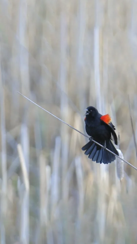 Red-winged Blackbird Call Vertical Bird ... | Stock Video | Pond5