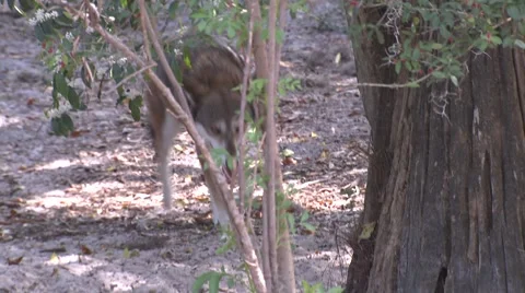 Wolfs Peeing Stock Footage ~ Royalty Free Stock Videos | Pond5