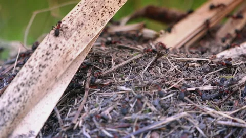 Red Wood Ants (Formica Rufa) Workers, Cl... | Stock Video | Pond5