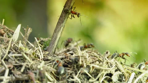 Red Wood Ants (Formica Rufa) Workers, Cl... | Stock Video | Pond5