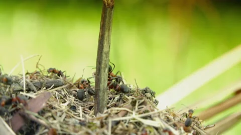 Red Wood Ants (Formica Rufa) Workers, Cl... | Stock Video | Pond5