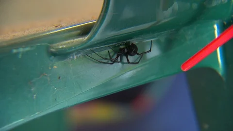 Redback Stock Footage ~ Royalty Free Stock Videos | Pond5