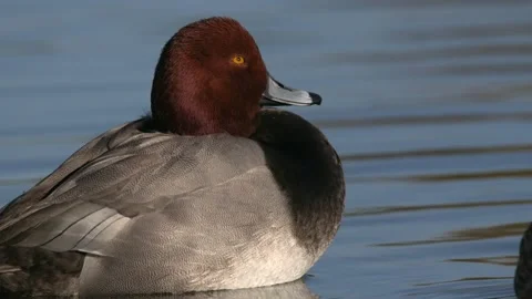 Redhead Drake Duck Male Sleeping Resting... | Stock Video | Pond5