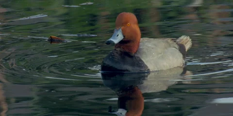 Redhead duck drake feeds while hen femal... | Stock Video | Pond5