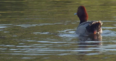 Redhead duck drake secrets preen oil fro... | Stock Video | Pond5