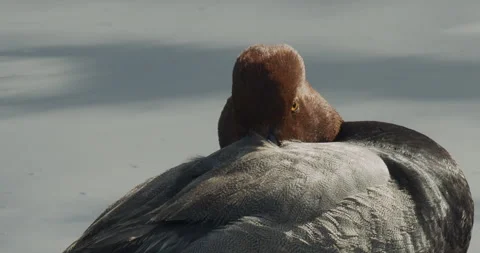 Redhead duck male loafing with beak unde... | Stock Video | Pond5