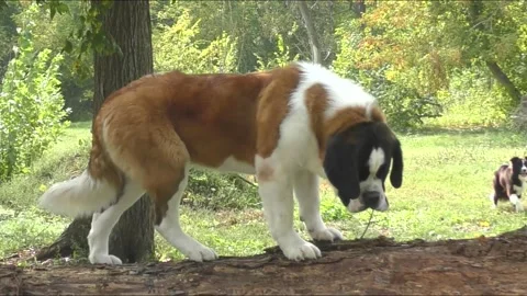Redhead with white markings dog breed St... | Stock Video | Pond5