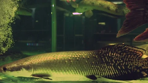Arapaima Fish Aquarium