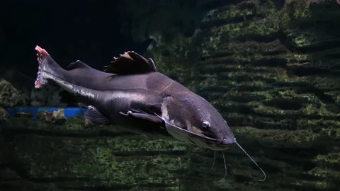 Albino Red Tail Catfish