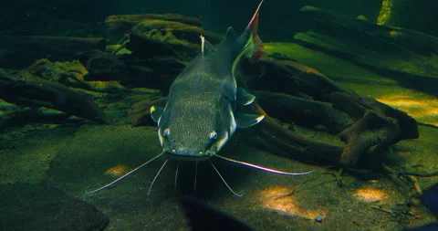 Redtail catfish. Phractocephalus hemioli... | Stock Video | Pond5