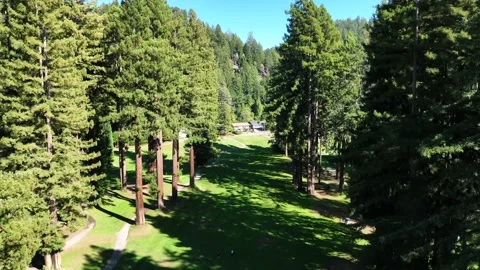 REDWOOD GOLF CLUB,GIANT REDWOOD TREES | Stock Video | Pond5