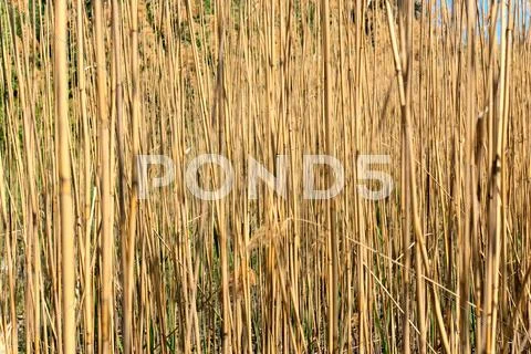 Reed texture ~ High Resolution & Quality #11988838