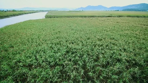 Suncheon Stock Footage ~ Royalty Free Stock Videos | Pond5