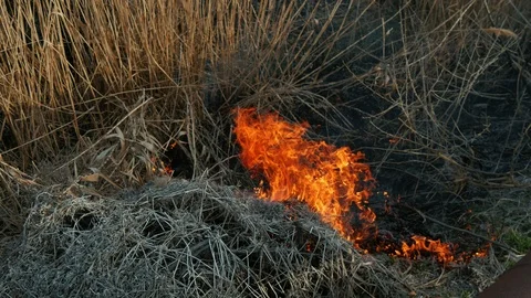 Reeds on fire in the field. Natural disa... | Stock Video | Pond5