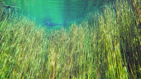 Reeds growing underwater in Ewan Ponds | Stock Video | Pond5