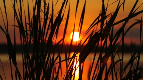 The Reeds on Sunset Landscape With Sun a... | Stock Video | Pond5