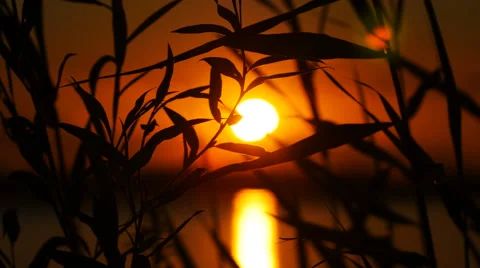 The Reeds on Sunset Landscape With Sun a... | Stock Video | Pond5