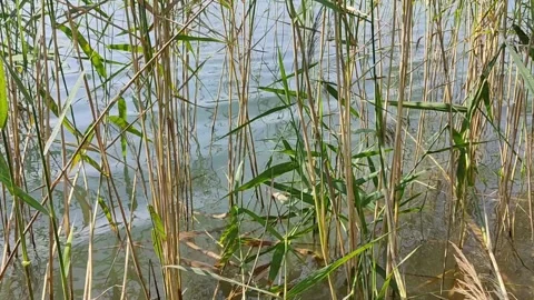 Reeds on the water with reflection in tr... | Stock Video | Pond5