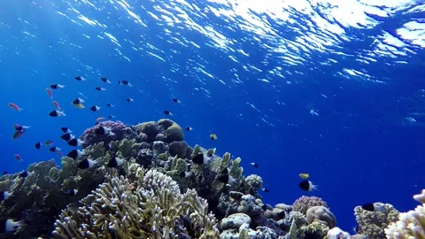 Reef and beautiful fish. Underwater life... | Stock Video | Pond5
