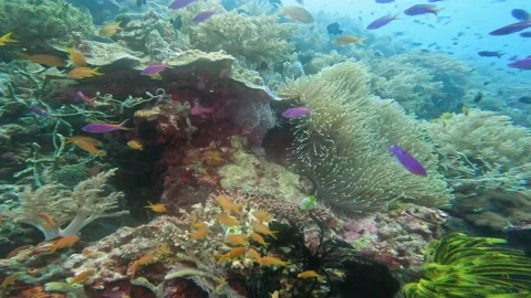 The reef has a multi-level structure. Th... | Stock Video | Pond5