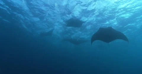 Reef manta ray feeding in bluewater, Man... | Stock Video | Pond5