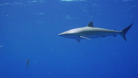 Reef shark exploring the blue ocean wate... | Stock Video | Pond5