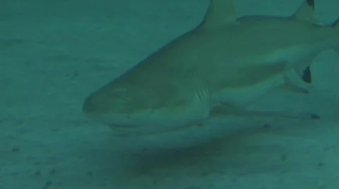 Reef Shark Moving Along the Sea Floor 6 | Stock Video | Pond5