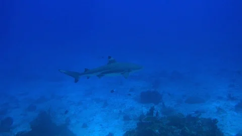 Reef shark past from left to right. | Stock Video | Pond5