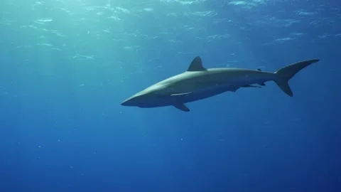Reef shark swimming in open blue water | Stock Video | Pond5