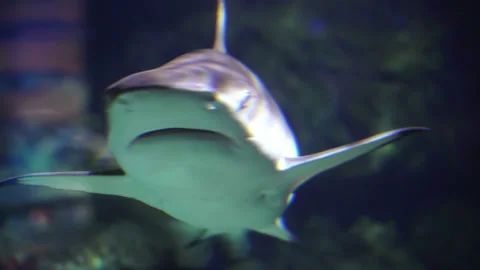 Sharking Videos Stock Videos – Royalty-Free HD & 4K Videos