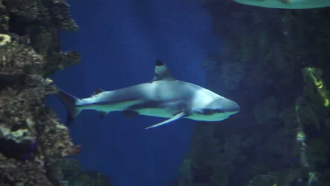 Shark Swimming Video Stock Videos – Royalty-Free HD & 4K Videos | Page 2