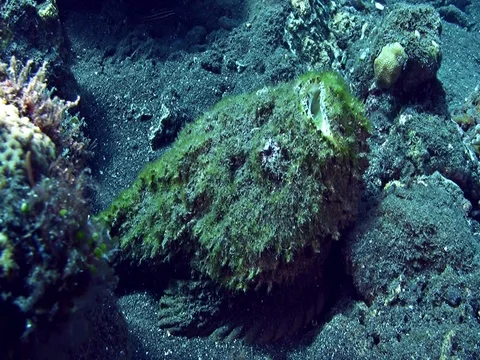 Stonefish Stock Footage ~ Royalty Free Stock Videos | Pond5