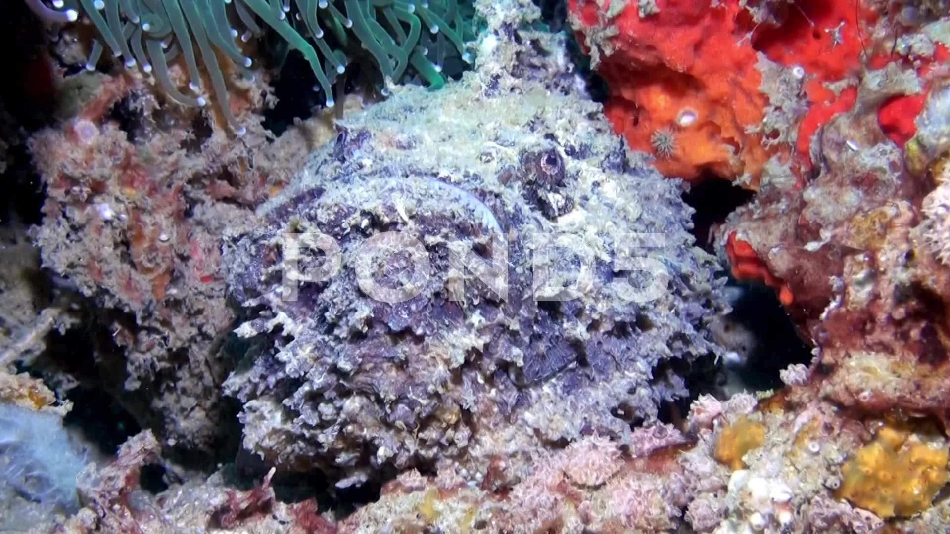 Reef Stonefish