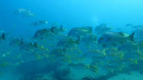 Reefs with plenty of fish Baja, mexico. | Stock Video | Pond5