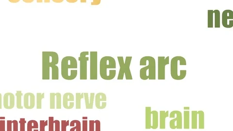 Reflex Arc Tag Cloud Animated Isolated O... | Stock Video | Pond5